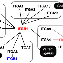 Heterodimer combinations of α/ITGA and β/ITGB subunits.