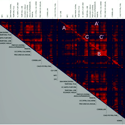 Synchronization matrix of control group.