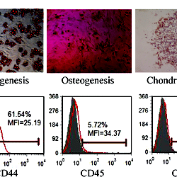 Cell morphology and characterization.