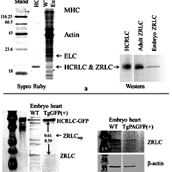 The Sypro Ruby stained and immunoblotted SDS-PAGE gels.