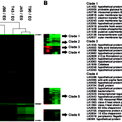Genome-wide transcriptional changes of the L. interrogans Serovar Lai ...