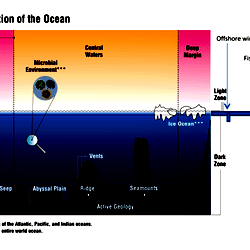 Schematic cross-section of the ocean indicating ocean realms and ...