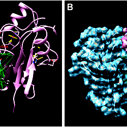 DCA analysis and complex model of NAF-1-mNT interaction.