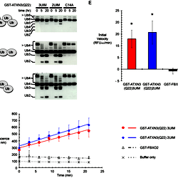 2UIM and 3UIM ataxin-3 display similar DUB activity against defined ...