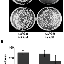 Complementation of the ΔdPGM phenotype by dPGM and iPGM.