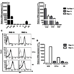 Expression of Rae-1 transcripts in C57BL/6 tissues and cell lines.