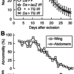 The life span of the Da-GAL4>UAS-TG IR flies.