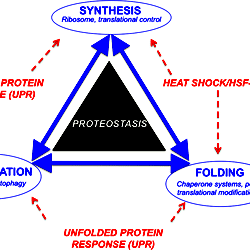 A simplified schematic illustrating the three major functions of the ...