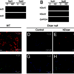 The differentiation block in Dicer-null NS cells can be reversed by ...