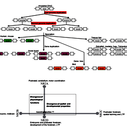 Evolutionary mode and functional divergence of the vertebrate GRIN2s genes.