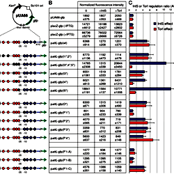 Regulation of the intS gene by both IntS and TorI proteins.