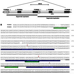 Genomic organization of the human FCGR locus in the chromosome 1q23.3.