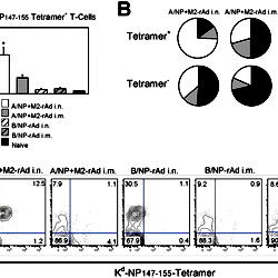 Lung T cell phenotyping.