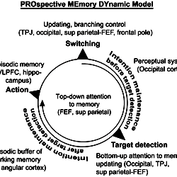 PROMEDY (PROspective MEmory DYnamic) model.