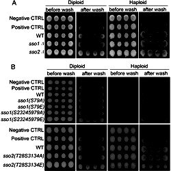 SSO1 or SSO2 are not required for, and phosphomutations in Sso1p or ...