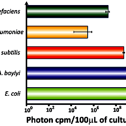 Heterologous expression of lux operon from pBAV1K-T5-luxABCDE.