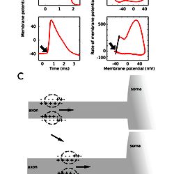 Theories of spike initiation.