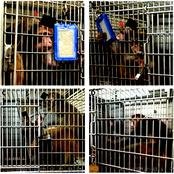 Examples of monkey self-directed behaviors in front of the mirror.