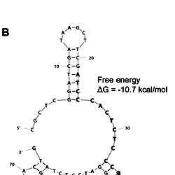 ESTA-1 sequence and the MFOLD predicted secondary structure.