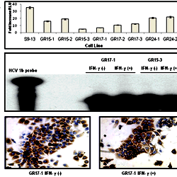 Confirmation of the IFN-γ resistance of HCV 1b replicon cell lines.