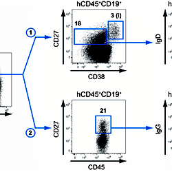Memory B cell sorting strategies.
