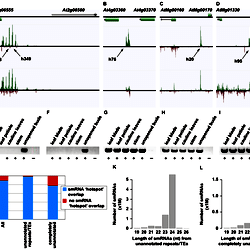 Identification of novel, highly structured RNAs using dsRNA–seq.
