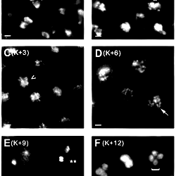 C. cinerea nuclei during meiosis.