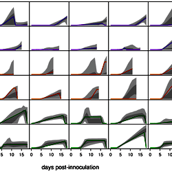 Predicted uRBC clearance rates.