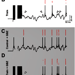 Self-modulation of FS interneuron firing by asynchronous autaptic GABA release.