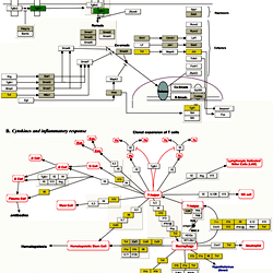 GenMAPP pathways.