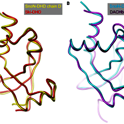 Superposition of SnoN-DHD, Ski-DHD and DACHbox-N.