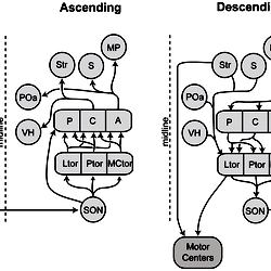 Diagram of the major ascending and descending connections in the frog ...