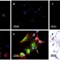 Isolation and differentiation of CD68+ cells.