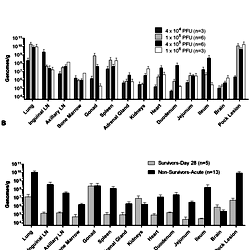 Viral load in tissues.