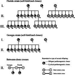 Mendelian inheritance of obligate parthenogenesis in two strains of the ...