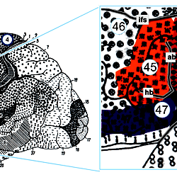 Cytoarchitectonic map of the lateral surface of a human cortex adapted ...