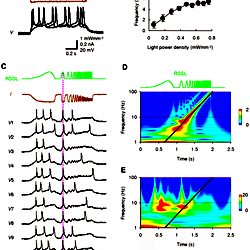 Opto-current clamp of a cortical neuron.