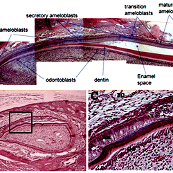 Incisor tooth development in K14-p120-cKO mice appears normal until the ...