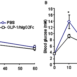 Intraperitoneal Glucose Tolerance Test (IPGTT) shows that GLP-1/hIgG2 ...