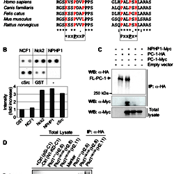 The PC-1 C-terminus contains polyproline motifs that interact with the ...