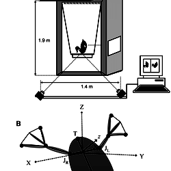 Frame of reference for the cameras and the ducks in the movies.