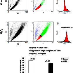 Quantification of the effect of the H2O2-treatement by flow cytometry ...