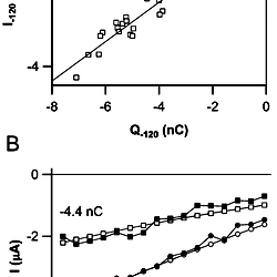 Properties of charge movement.