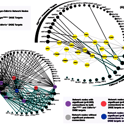 Physical connections between the 2D-DIGE targets and the Apc-Cdkn1a ...