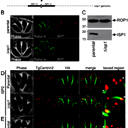 ISP2 and ISP3 are relocalized to the apical cap in the absence of ISP1.