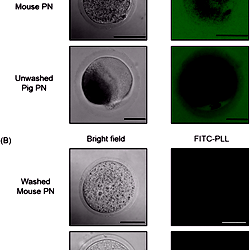 The permeability of PN mouse and pig embryos to COOH-PLL.
