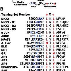 MAP kinases interact with D-sites on substrates and regulators.