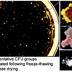 Representative images of colony forming unit assay plate and colony ...