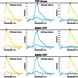 Emission spectra of YFP FRET acceptors do not show photo-conversion of ...