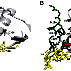 The structure and interactions of the FMDV 3D active site in two ...
